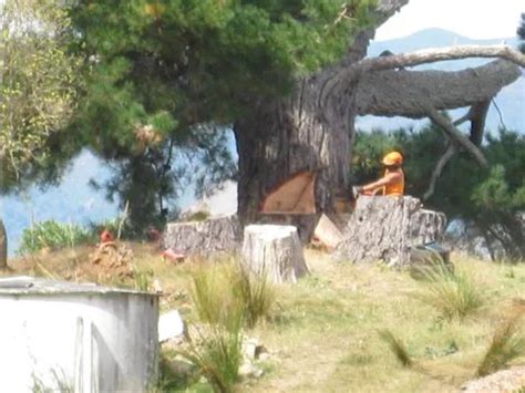 Tree Felling Robinson Tree Services