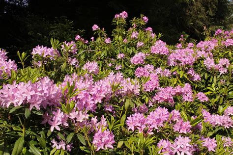 Sequoia Sempervirens Identification Health Benefits Uses Invasive