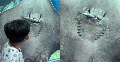 El Momento En Que Una Mantarraya Gigante Se Come A Un Pez Frente A Unos