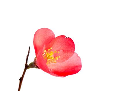 코스모스 꽃은 흰색 측면 보기에 고립 분홍색 흰색 꽃 코스모스 의 분리 꽃 은 열립니다 아름다운 신선한 천연 꽃 심플 4월에