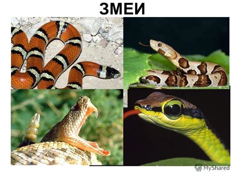 Презентация на тему ЗМЕИ Змеи бывают ядовитые и неядовитые ЯДОВИТЫЕ