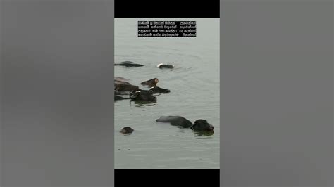 ගතේ දාහය නිවා නිසඳැස් කවි Sinhala Nisadas Youtube