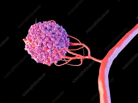Blood Vessel Formation Illustration Stock Image C0342557