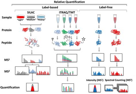 Comparing Lfq And Isobaric Labeling Strategies In Proteomics Quantification Mtoz Biolabs