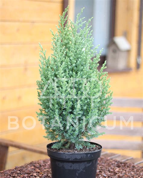 Можжевельник китайский Стрикта Stricta. Продажа Можжевельника, хвойные ...
