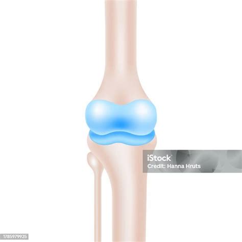 Detailed Human Knee Joint Anatomy For Medical Use Vector Illustration