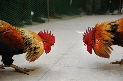 Cockfights Claim Two Lives In Andhra Pradesh Ibtimes India