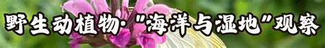 国际打击野生动植物犯罪联盟发布2023年年度报告 海洋与湿地·讯 知乎
