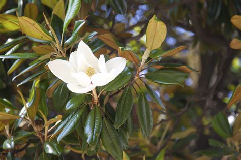 Yellow Magnolia Leaves What To Do About A Magnolia Tree With Yellowing