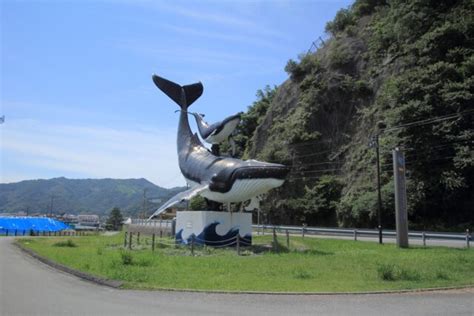 黒潮町（高知）のホエールウォッチングスポット ホエールウォッチングツアーズ