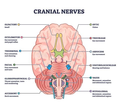Cranial Nerves Pairs With Anatomical Sensory Functions In Outline