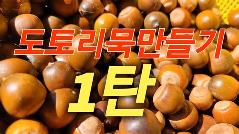 도토리상수리묵 만들기 1탄~ 도토리묵 도토리묵만들기 상수리묵 참나무 참나무열매 Youtube