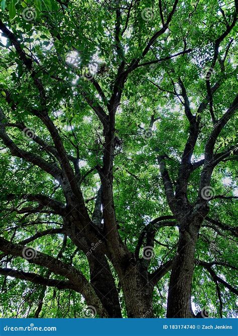 Tree In Florida With Dark Green Leaves Stock Photo Image Of Forest Trunk 183174740