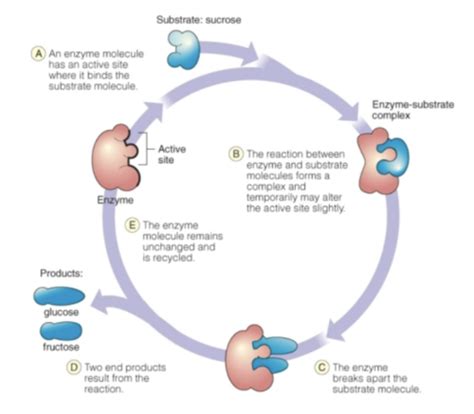 Micro Ch 6 Flashcards Quizlet