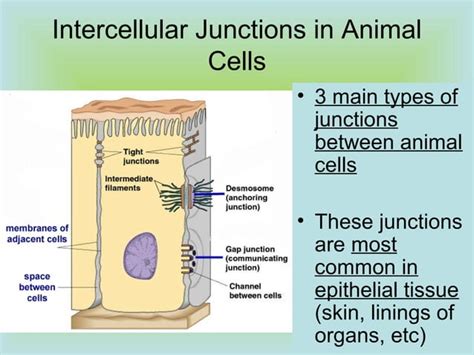 Ap Bio Ch 7 Part 2 The Extracellular Matrix Ppt Biological Sciences Science