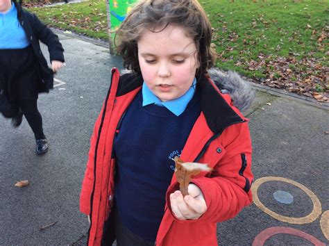 Science Classifying Leaves Pool House Community Primary School
