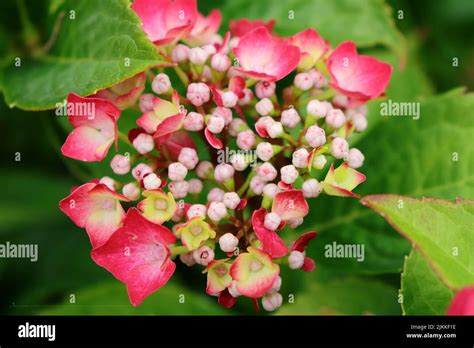 A Closeup Of Hydrangea Macrophylla Surrounded By Green Leaves Selected