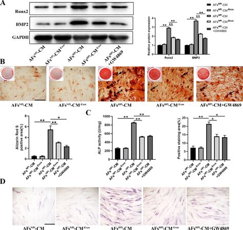 The Conditioned Medium Of Hpi Induced Afs Promotes Vsmcs Calcification