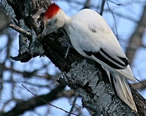 10000 Birds Leucistic Pileated Woodpecker Exotic Birds Colorful