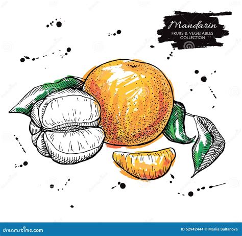 Set Illustration Of Artistic Compass Cartoon Vector 30905261