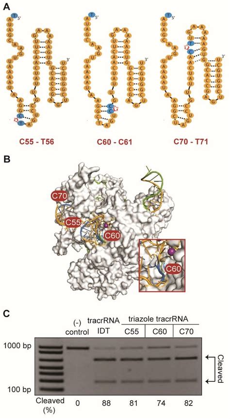 Exploring Three Different Locations For The Triazole Linkage In
