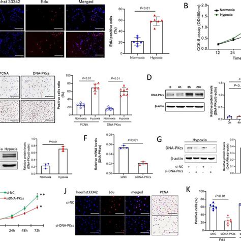 Dna Pkcs Specific Sirna Suppressed Hypoxia Induced Pasmcs Download