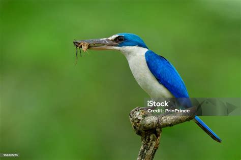 체포 되었던된 킹 피셔 아름 다운 파란색과 흰색 새 둥지 구멍 매혹된 성격에에서 그것의 병아리를 먹이에 Criket 식사를 따기에 그친 강에 대한 스톡 사진 및 기타 이미지