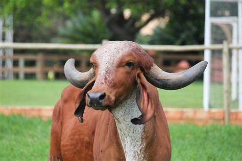 Cow Cattle Grass Farm Free Photo On Pixabay Pixabay