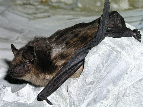 Le Mystère De Lénorme Pénis Dune Espèce De Chauve Souris élucidé