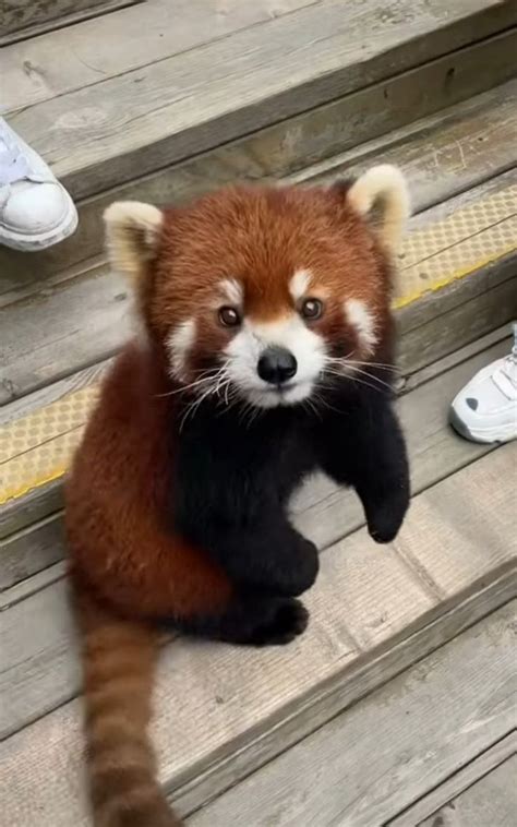 「red Panda」おしゃれまとめの人気アイデア｜pinterest｜linda Marsik 可愛すぎる動物 レッサーパンダ