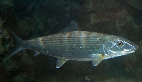 The Lateral Line A Fishs Sixth Sense Fly Life Magazine