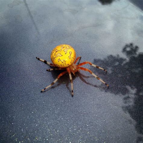 This 🔥marbled Orb Weaver Spider🔥 I Found Natureisfuckinglit