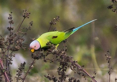 Blossom Headed Parakeet Alchetron The Free Social Encyclopedia