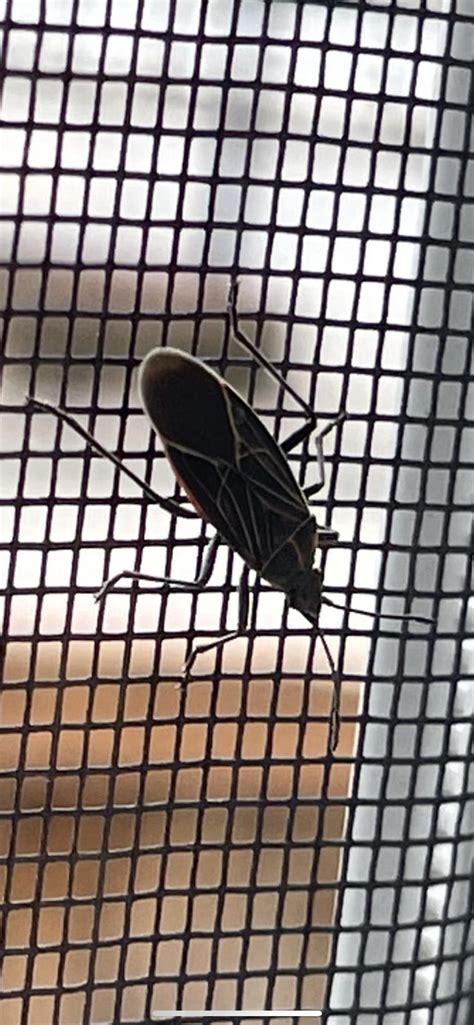 Whats This Bug Portland Oregon United States R Whatsthisbug