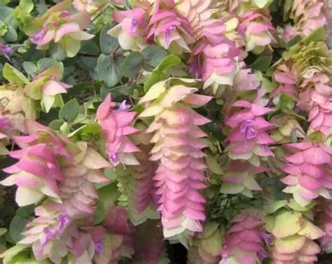 Types Of Oregano Plants With Pictures