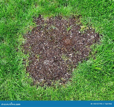 Repair Patch On Natural Grass Lawn Stock Image Image Of Nature