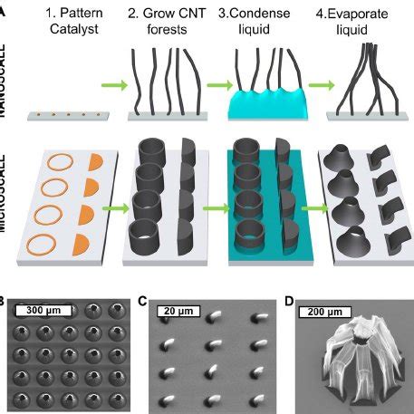 A Illustration Of The Consecutive Steps Employed In The Capillary Download Scientific Diagram