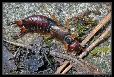 18 Bugs In Wyoming That Will Send Shivers Down Your Spine