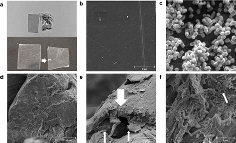 Figure 1 From Polystyrene Degradation By Exiguobacterium Sp Rit 594