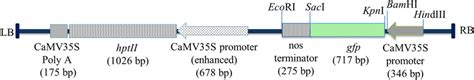 Schematic Diagram Of Plant Expression Cassette Of Gfp Gene Download Scientific Diagram