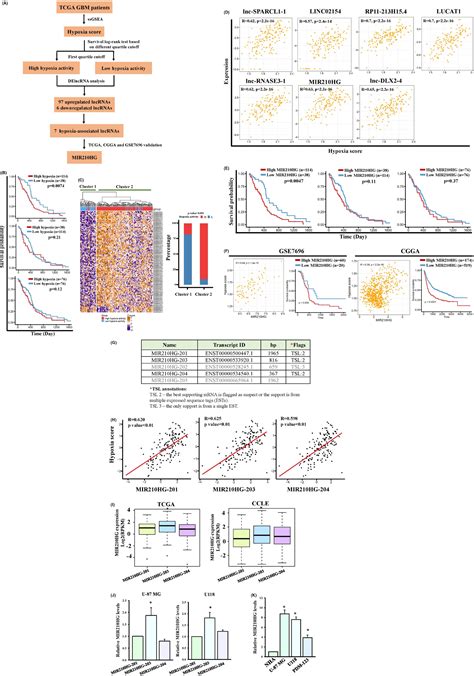 Hypoxia‐inducible Lncrna Mir210hg Interacting With Oct1 Is Involved In