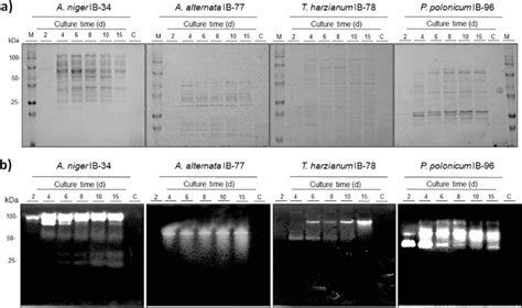 Zymogram Analysis Of Starch Saccarification By Selected Fungal Enzymes