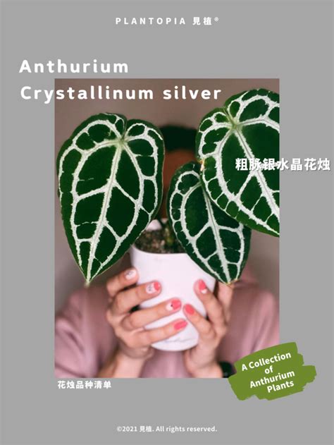 花烛品种清单 Anthurium Collection 23h8 爱生活吧！