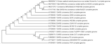 Bootstrap Consensus Phylogenetic Tree Based On The Model Protein