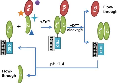Split Intein Mediated Ultra‐rapid Purification Of Tagless Protein Sirp