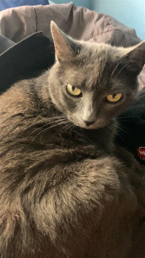 This Is My Kitty Lily What Does Your Kitty Look Like Rcats