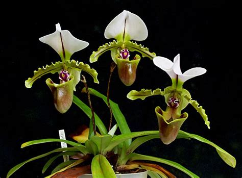 Paphiopedilum spicerianum - Alchetron, the free social encyclopedia