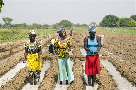Women Transplanting Tomatoes At A Farm Iisd Earth Negotiations Bulletin