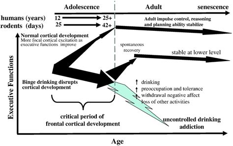 Adolescent Cortical Development A Critical Period Of Vulnerability For Addiction Pmc