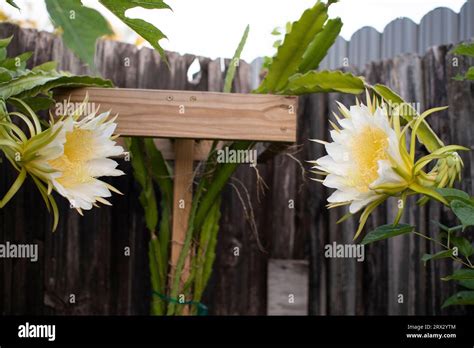 Flowers Of The Dragon Fruit Flowering Pitaya Growing Dragon Fruit